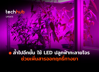 ล้ำไปอีกขั้น ใช้ LED ปลูกฟ้า ทะลายโจร ช่วยเพิ่มสารออกฤทธิ์ทางยา